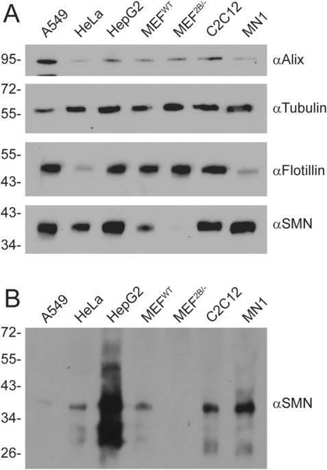 Survival Motor Neuron Protein is Released from Cells in Exosomes: A ...