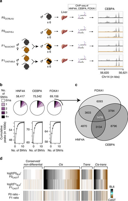 顺式和反式机制的相互作用驱动转录因子结合和基因表达进化。,Nature Communications - X-MOL