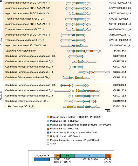 Functional reconstruction of a eukaryotic-like E1/E2/(RING) E3 ...