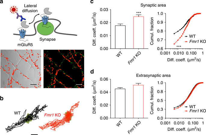 Altered surface mGluR5 dynamics provoke synaptic NMDAR dysfunction and ...