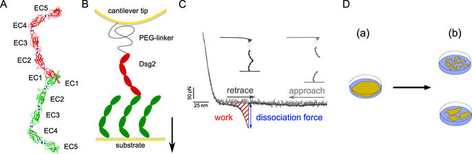 Arrhythmogenic cardiomyopathy related DSG2 mutations affect desmosomal ...