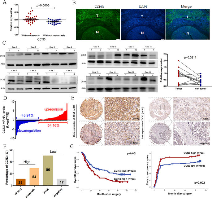 CCN3是与肝细胞癌中增强的干性和凝血有关的治疗靶标。,Scientific Reports - X-MOL