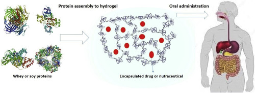 Whey and soy protein-based hydrogels and nano-hydrogels as bioactive ...