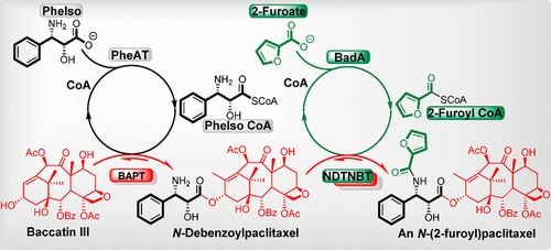 Biocatalysis of a Paclitaxel Analogue: Conversion of Baccatin III to N ...