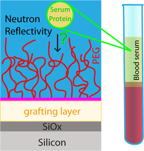 Neutron Reflectometry Elucidates Protein Adsorption from Human Blood ...