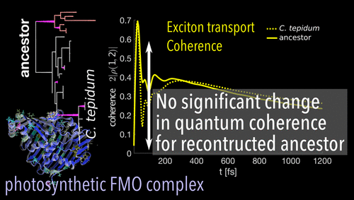 Absence of Selection for Quantum Coherence in the Fenna–Matthews–Olson ...