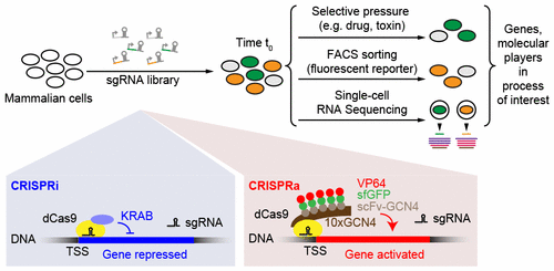 CRISPRi and CRISPRa Screens in Mammalian Cells for Precision Biology ...