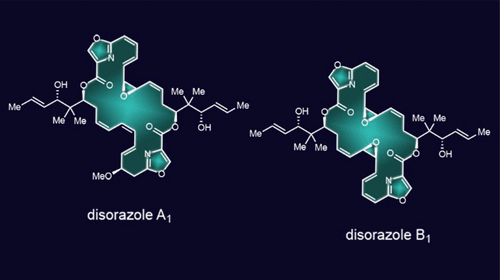 Total Syntheses of Disorazoles A1 and B1 and Full Structural ...