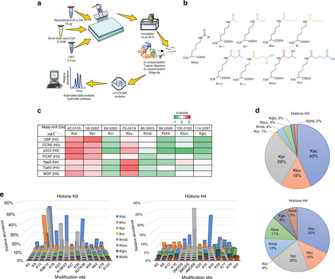 Characterization of histone acylations links chromatin modifications ...