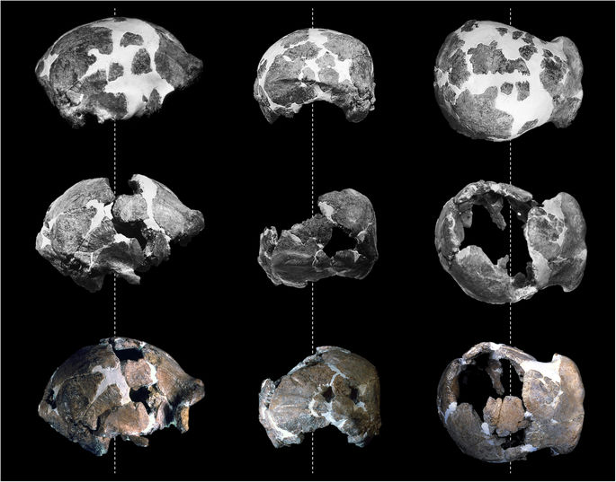 Digital reconstruction of the Ceprano calvarium (Italy), and ...