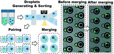 Deterministic droplet-based co-encapsulation and pairing of ...