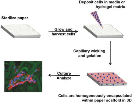 Engineered Paper‐Based Cell Culture Platforms,Advanced Healthcare ...