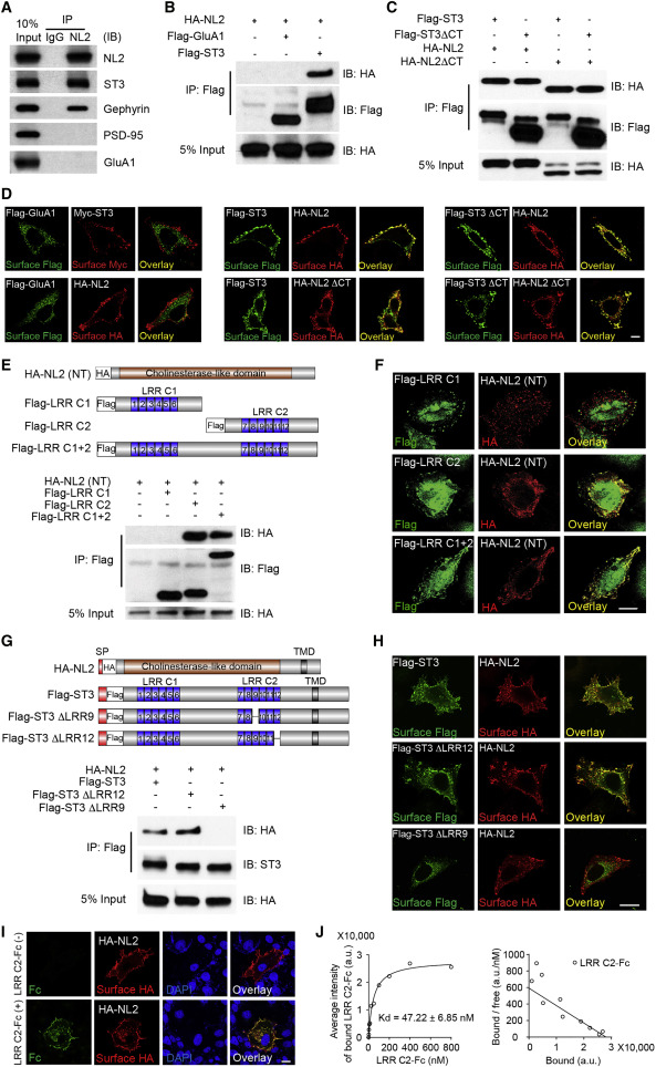 Molecular Dissection of Neuroligin 2 and Slitrk3 Reveals an Essential ...