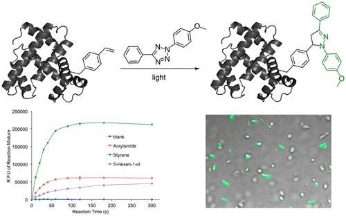Improved Photoinduced Fluorogenic Alkene–Tetrazole Reaction for Protein ...