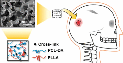 Porous Poly(ε-caprolactone)–Poly(l-lactic acid) Semi-Interpenetrating ...