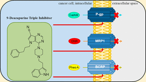 9-Deazapurines as Broad-Spectrum Inhibitors of the ABC Transport ...