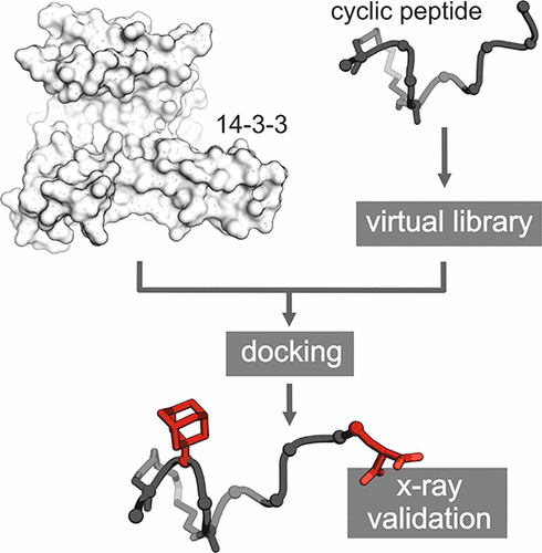 Structure-Based Design of Non-natural Macrocyclic Peptides That Inhibit ...