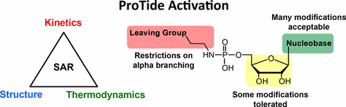 A Crystal Structure Based Guide to the Design of Human Histidine Triad Nucleotide Binding ...