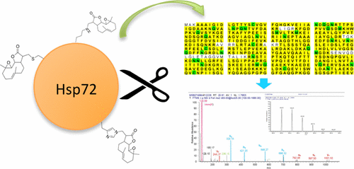 Hsp72 Is an Intracellular Target of the α,β-Unsaturated Sesquiterpene ...
