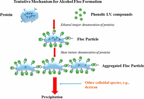 Formation of Polyphenol-Denatured Protein Flocs in Alcohol Beverages ...