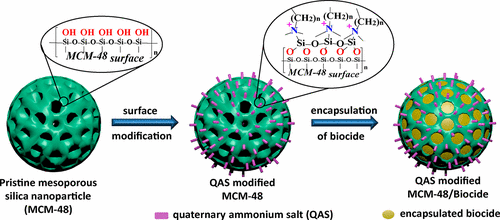 Modified Mesoporous Silica Nanoparticles with a Dual Synergetic Antibacterial Effect,ACS Applied ...