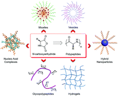 Synthetic polypeptides: from polymer design to supramolecular assembly ...