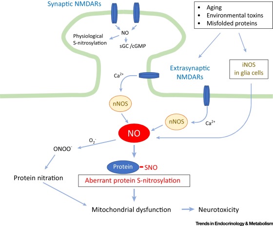 ‘SNO’-Storms Compromise Protein Activity and Mitochondrial Metabolism ...