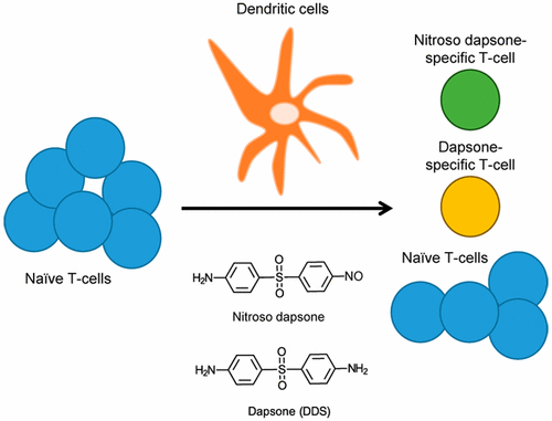Dapsone and Nitroso Dapsone Activation of Naı̈ve T-Cells from Healthy ...