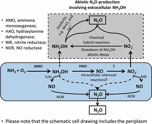 Abiotic Conversion of Extracellular NH2OH Contributes to N2O Emission ...