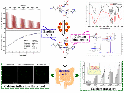 An Exploration of the Calcium-Binding Mode of Egg White Peptide, Asp ...