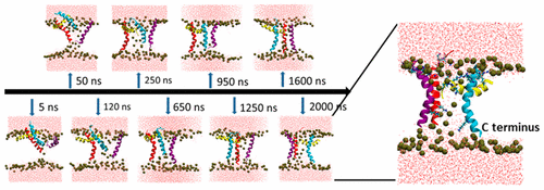 蜂毒肽诱导的膜孔的分子模拟,The Journal of Physical Chemistry B - X-MOL