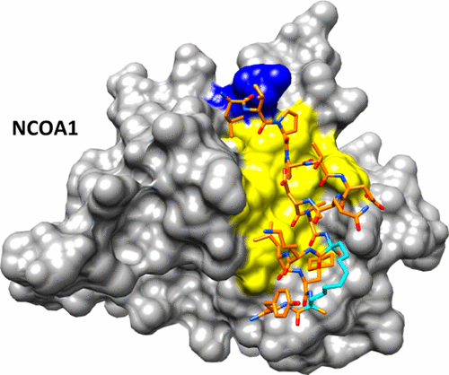 NCOA1/STAT6 蛋白质-蛋白质相互作用的靶向抑制,Journal of the American Chemical Society ...