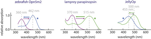 Optogenetic Tools for Subcellular Applications in Neuroscience.,Neuron ...