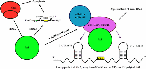 Plant Translation Initiation Complex eIFiso4F Directs Pokeweed ...