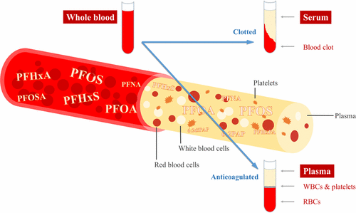 新型和众所周知的多和全氟烷基物质（PFAS）在人血清，血浆和全血中的分布,Environmental Science & Technology ...