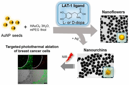 Multibranched Gold Nanoparticles with Intrinsic LAT-1 Targeting ...