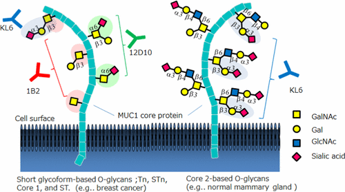 使用MUC1糖肽库生成具有设计糖特异性的新型抗MUC1单克隆抗体,ACS Omega - X-MOL