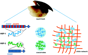 Self-coacervation of modular squid beak proteins – a comparative study ...