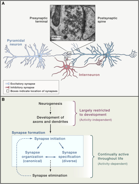 Synaptic Neurexin Complexes: A Molecular Code for the Logic of Neural Circuits.,Cell - X-MOL
