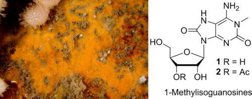 Isoguanosine derivatives from the Northeastern Atlantic sponge Clathria ...