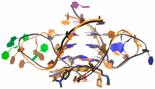 Probing the Binding Pathway of BRACO19 to a Parallel-Stranded Human ...
