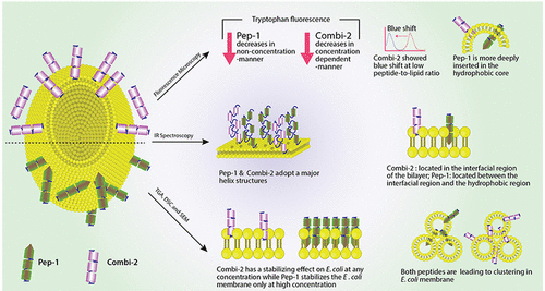 量热法和光谱学研究细胞穿透肽Pep-1和抗菌肽Combi-2对模拟 大肠杆菌 膜的囊泡的影响,Langmuir - X-MOL