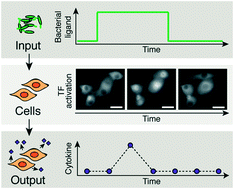 Integrated platform for cell culture and dynamic quantification of cell ...