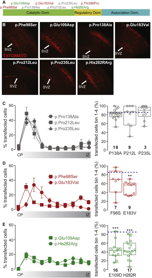 De Novo Mutations in Protein Kinase Genes CAMK2A and CAMK2B Cause ...