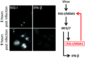 Single-cell analysis of early antiviral gene expression reveals a ...