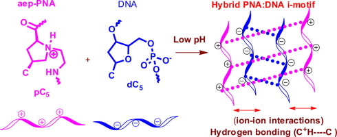 Hybrid DNA i-motif: Aminoethylprolyl-PNA (pC5) enhance the stability of ...