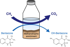 Evidence of co-metabolic bentazone transformation by methanotrophic ...