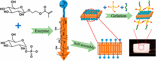 A Bottom-Up Synthesis of Vinyl-Cellulose Nanosheets and Their ...