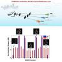 Demonstration of data-carrying orbital angular momentum-based underwater wireless optical ...