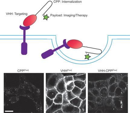 A Conjugate of an Anti-Epidermal Growth Factor Receptor (EGFR) VHH and ...